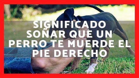 Descubre el significado de soñar que un perro te muerde el pie