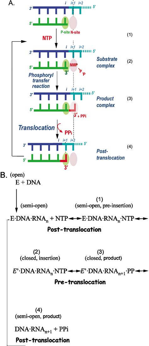 The Structural Mechanism Of Translocation And Helicase Activity In T7