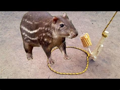 A melhor armadilha de laço para pegar animais javali paca capivara tatu