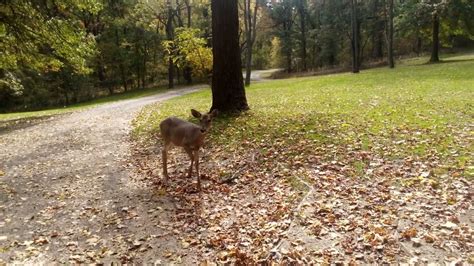 Deer Snort Youtube