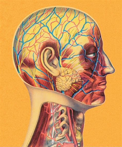 Human Head Anatomy Model