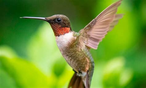 Los colibríes una conexión con el más allá