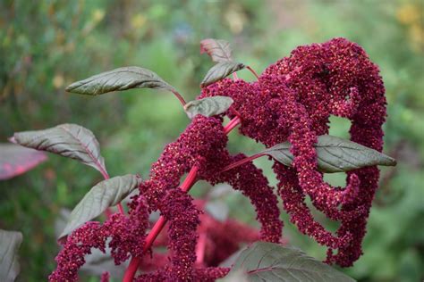 Amaranto Amaranthus Una Planta Til Y Muy Ornamental En El Jard N
