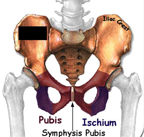 Bilateral Lower Extremity Flashcards Easy Notecards