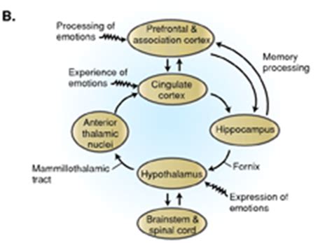 Psychiatry Pathophysiology Flashcards Quizlet