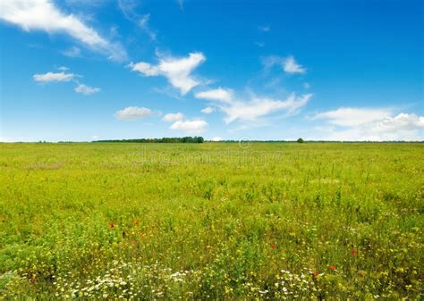 Flowers In Green Grass And Blue Sky Stock Photo Image Of Floral