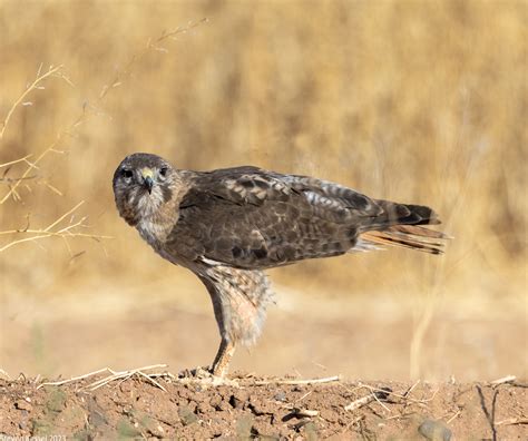 Red Tailed Hawk Perching And Feeding At Roadside Sonoran Images