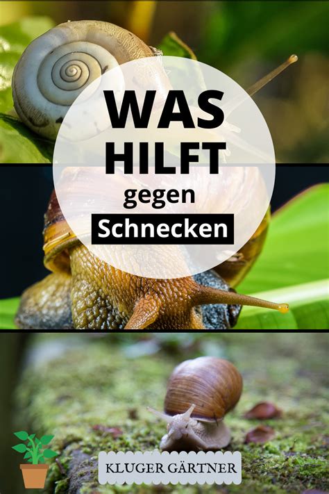 Was Tun Gegen Schnecken Im Garten