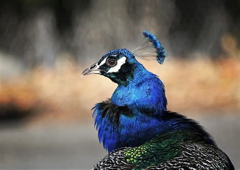 Majestic Peacock Photograph By Fraida Gutovich Pixels