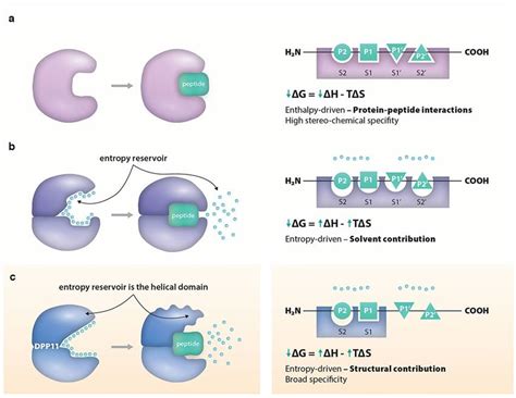 DPP11 Conformational Entropy In Peptide Binding This Cartoon