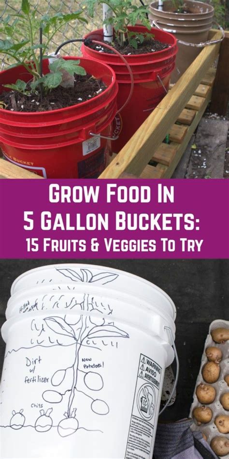 Grow Food In 5 Gallon Buckets 15 Fruits Veggies That Thrive