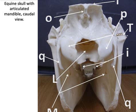 La Anatomy Equine Skull Caudal View Diagram Quizlet