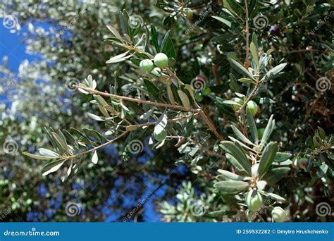 Green Olives On A Branch Olives Growing On A Tree Olive Tree With