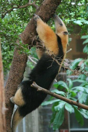 Oso Hormiguero Características y Curiosidades Animales Salvajes