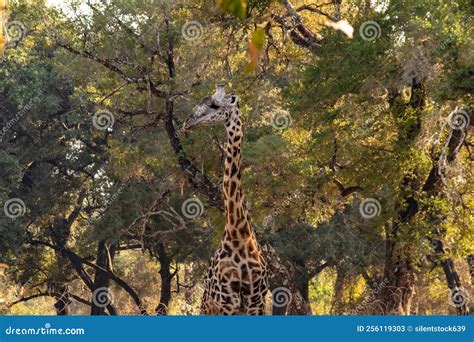Cierre De Una Gigantesca Jirafa Comiendo En El Arbusto Imagen De