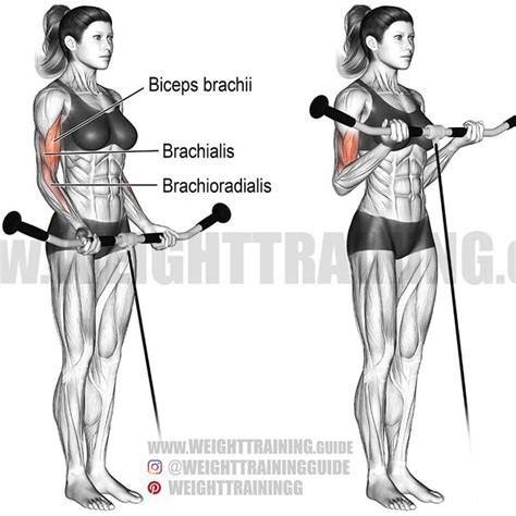 Cable Curl By Adele A Exercise How To Skimble