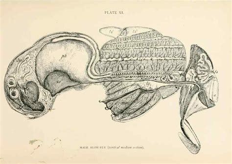 Reproducci N Reproduction The Anatomy Physiology