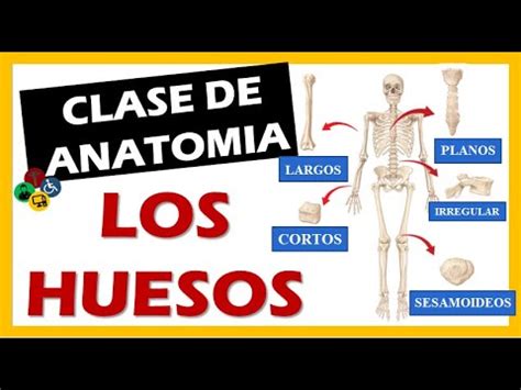 Clases de anatomía Generalidades de los HUESOS tipos y clasificación