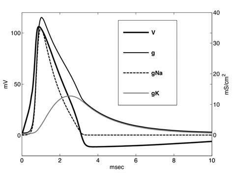 3 simulation of the original hodgkin huxley model from 1952 with download scientific diagram