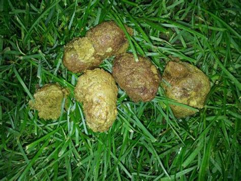 Tipos De Fezes De Cachorro Como Identificar Problemas