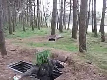 Award Darwin Find Share On GIPHY