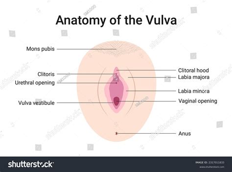 Anatomy Vulva Medical Vector Illustration 库存矢量图免版税2317011833