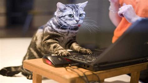 Des scientifiques ont découvert la capacité des chats à imiter les