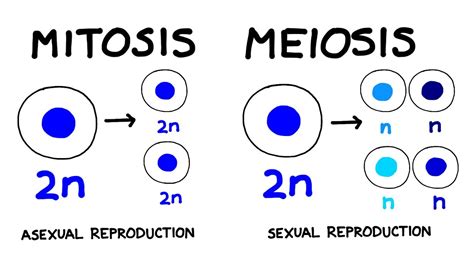 Sexual Vs Asexual Reproduction Youtube