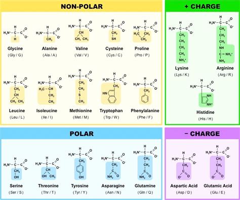 Amino Acid Structure Diagram Bonding Biology Molecular Confo