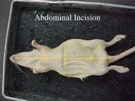 Rat Dissection Online Presentation