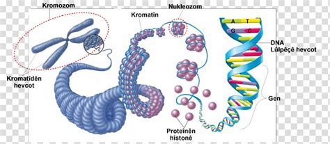 Dna Cell Structure