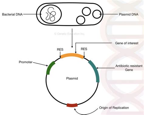 what is colony pcr