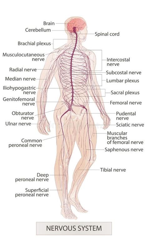 Système Nerveux Pièces De Corps Humain Anatomie D homme La Main Noient