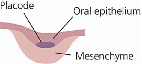 4 Tooth Development And Disturbances In Number And Shape Of Teeth