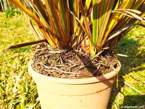 How To Divide Phormium New Zealand Flax Dear Plants