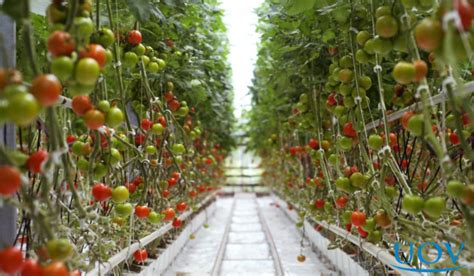 Cultivo De Tomate Em Estufa Uma Tima Op O Artigos Cursos A