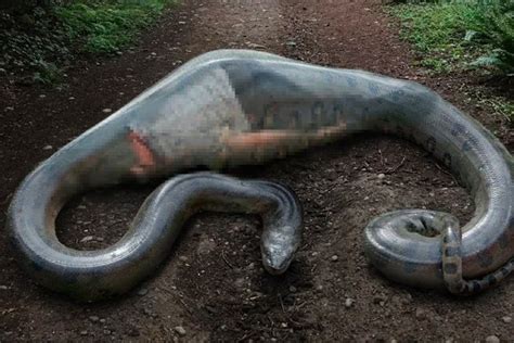 This Man Found A Giant Snake He Couldn T Understand What Was Inside