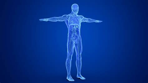Anatomie Lymphatique Corps Humain Over Royalty Free Licensable