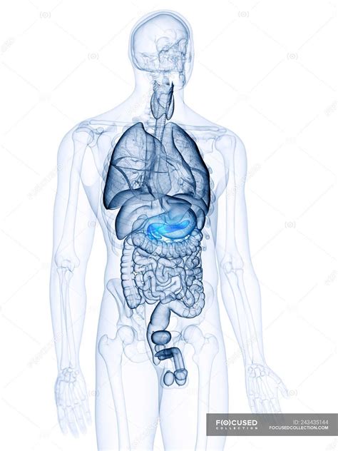 Ilustraci N Del P Ncreas Visible Y Los Rganos En La Silueta Del Cuerpo