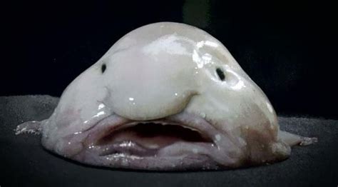 Animais Estranhos Que Voc Provavelmente Nunca Viu Antes Ugly