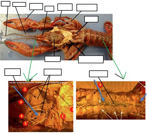 Crayfish Anatomy Diagram Quizlet