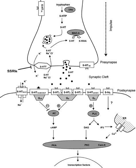 Serotonergic Neurotransmission In Mammals AC Adenylate Cyclase