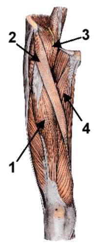 Anatomy Written Practice Exam Lower Limb Flashcards Quizlet