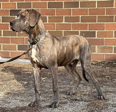 AKC Euro Blue Brindle Great Dane Great Dane Puppies For Sale In