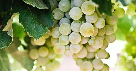 Variedades De Uvas Blancas Chardonnay Viura El Coto De Rioja