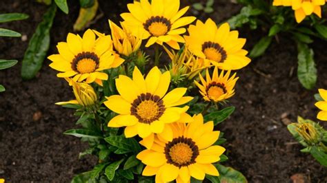Por qué dar flores amarillas hoy 21 de marzo