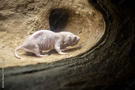 The Closeup Image Of Naked Mole Rat Heterocephalus Glaber A