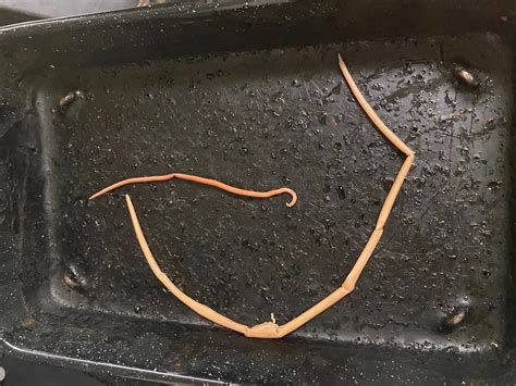 Ascaris Lumbricoides Diagram Quizlet