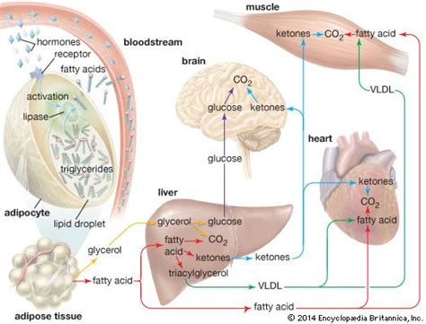 Adipose Tissue Structure Function Location Britannica