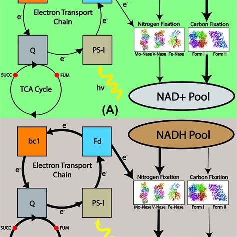 Relation Between Cyclic Photophosphorylation And Electron Distribution
